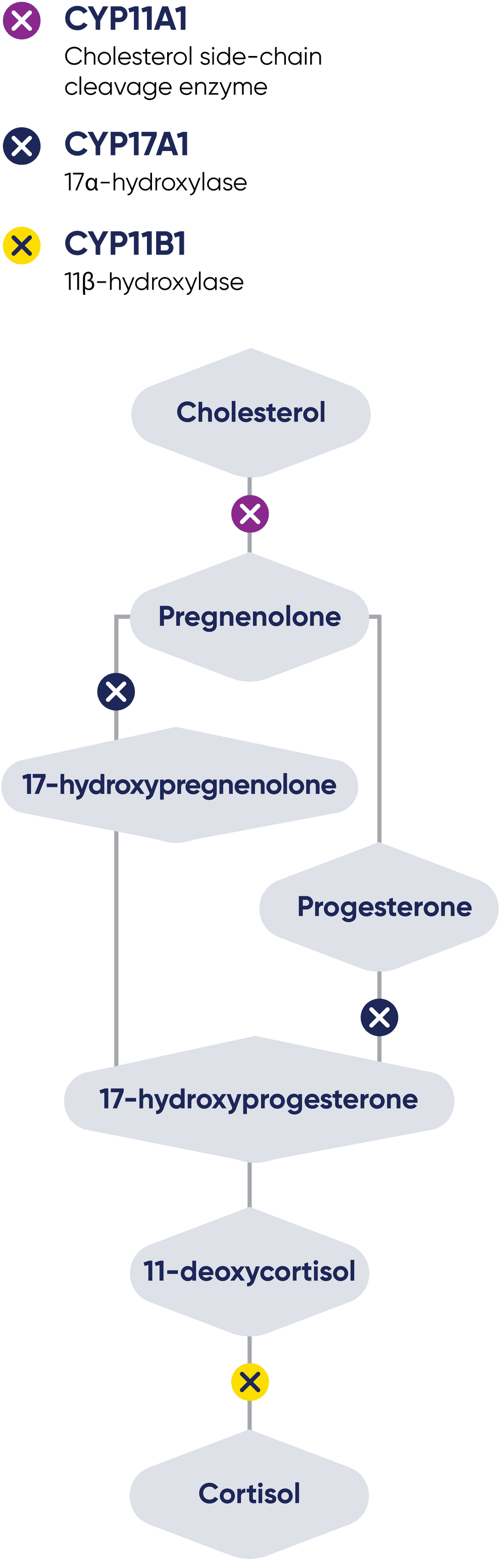 Mechanism of Action | RECORLEV® (levoketoconazole)