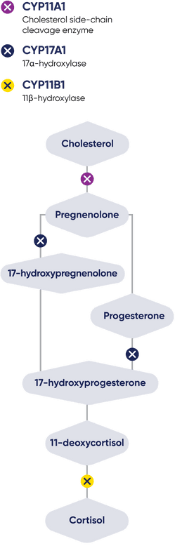 Mechanism of Action | RECORLEV® (levoketoconazole)